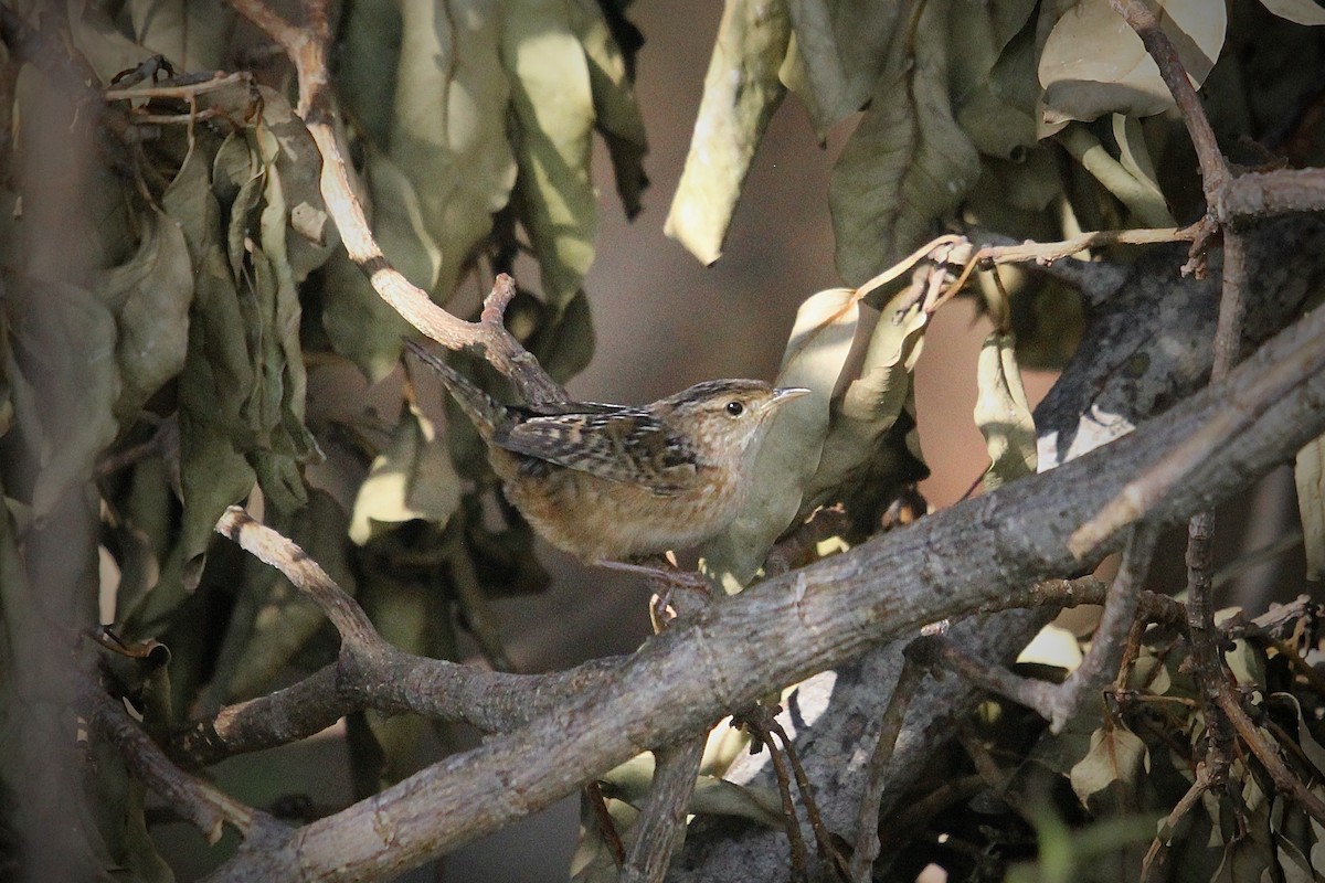 eBird Checklist - 15 Oct 2024 - Round Island Conservation Area - 50 species