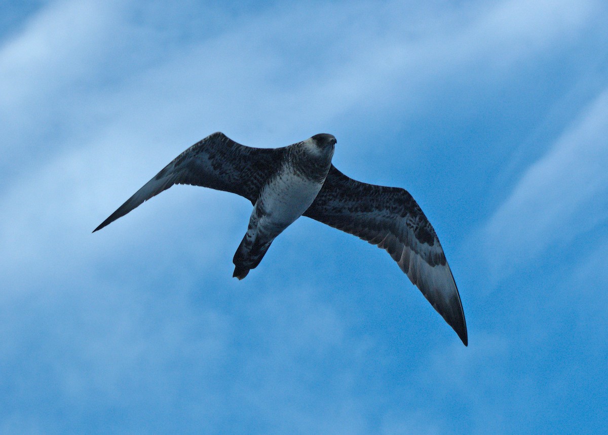 eBird Checklist - 22 May 2009 - Pacific Reef Lighthouse - 10 species
