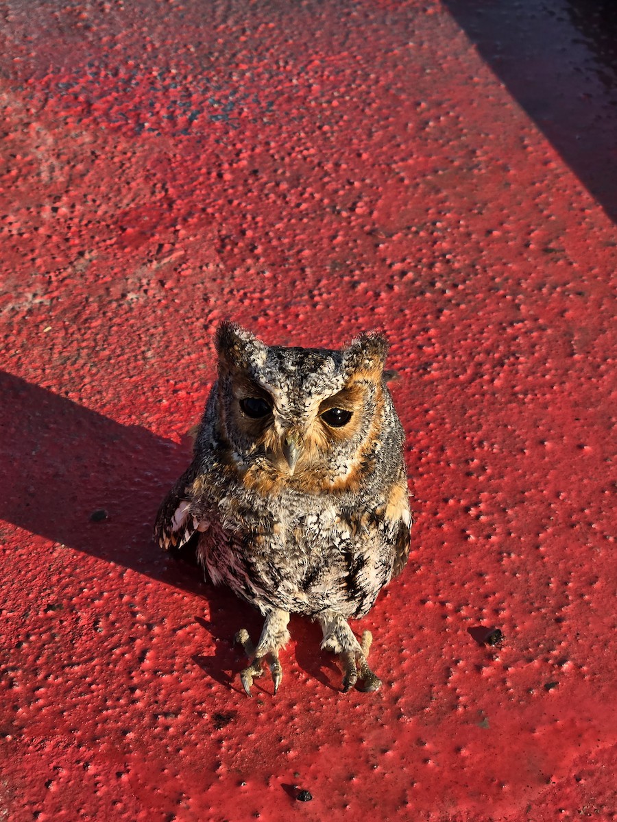 ML625021992 - Flammulated Owl - Macaulay Library