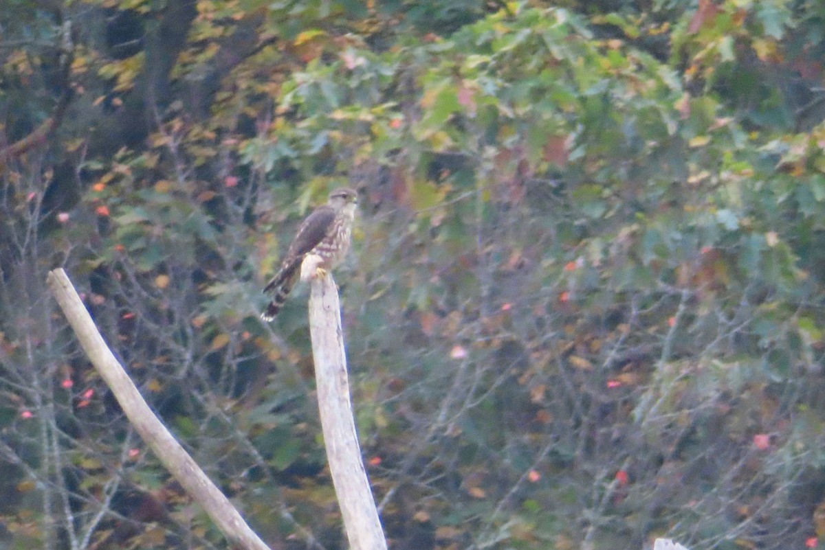 Pennsylvania Bird Atlas Checklist - 13 Oct 2024 - Mahoning Shadow Trail ...