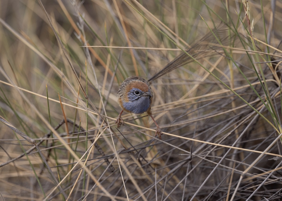 eBird Checklist - 14 Oct 2024 - Hattah-Kulkyne National Park--Nowingi ...