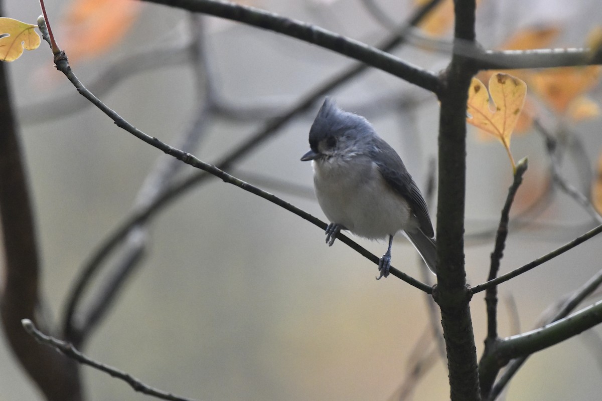 Pennsylvania Bird Atlas Checklist - 16 Oct 2024 - Scotia Barrens (IBA ...