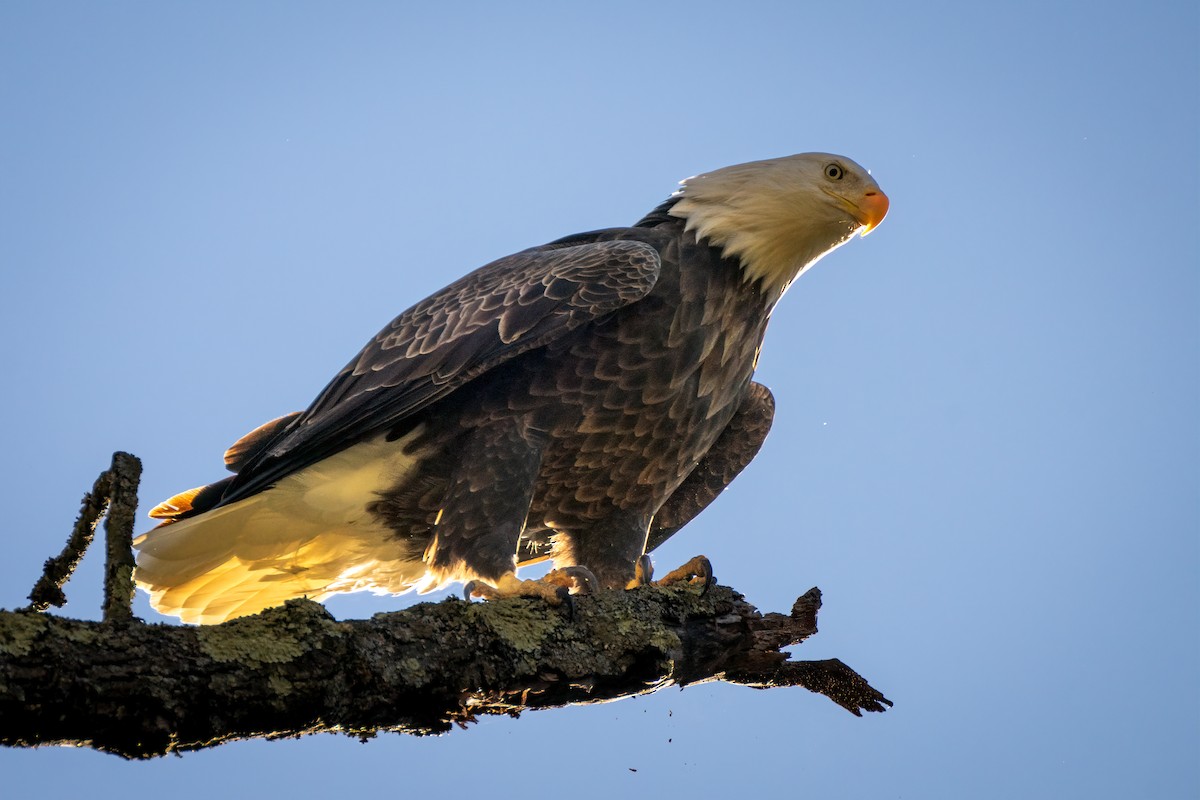 eBird Checklist - 16 Oct 2024 - Waterloo Mills Preserve (Chester Co ...