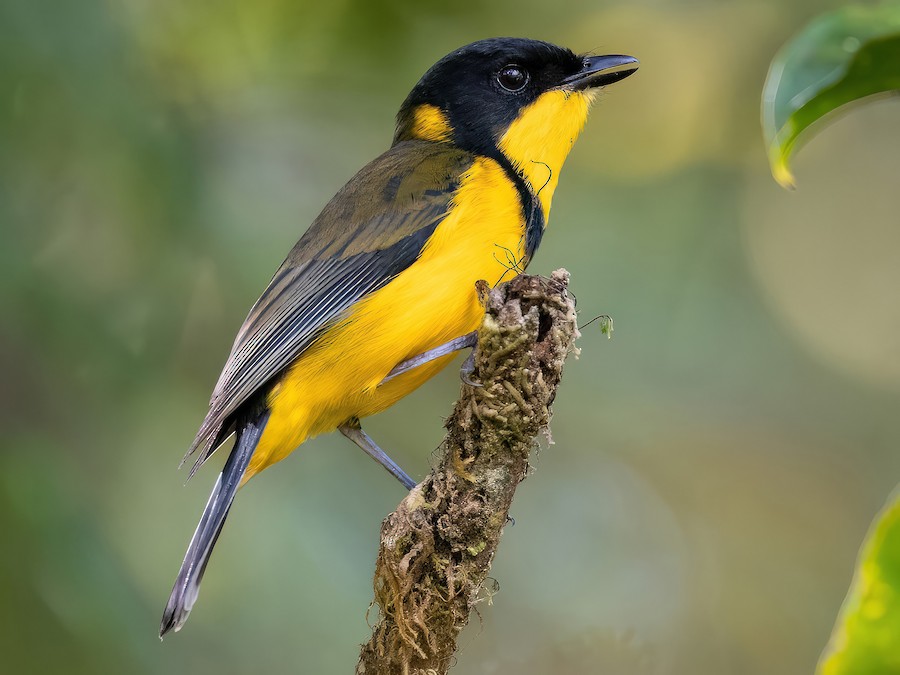 Yellow-throated Fiji Whistler - eBird