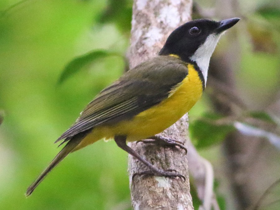 White-throated Fiji Whistler - eBird