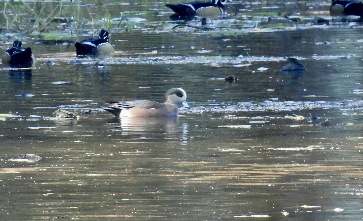 eBird Checklist - 17 Oct 2024 - Stump Pond - 9 species