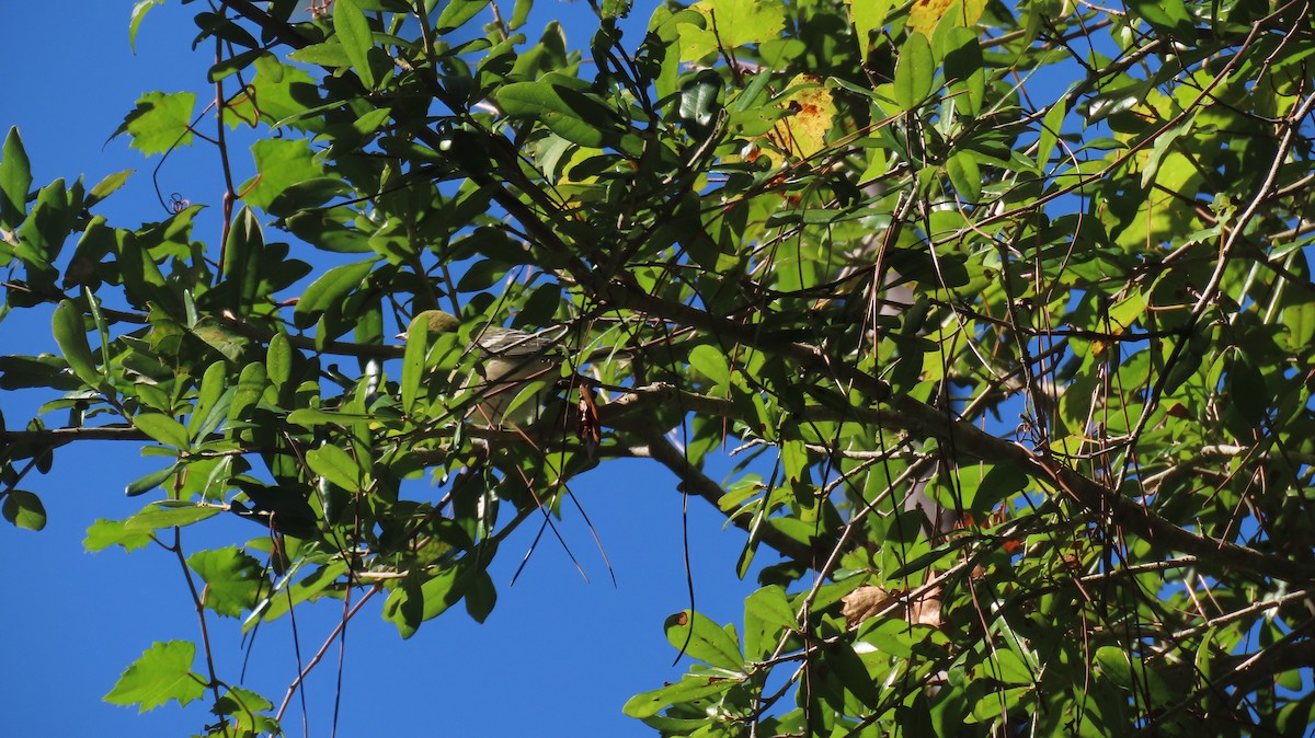 eBird Checklist - 17 Oct 2024 - Cat Point Tract - 30 species