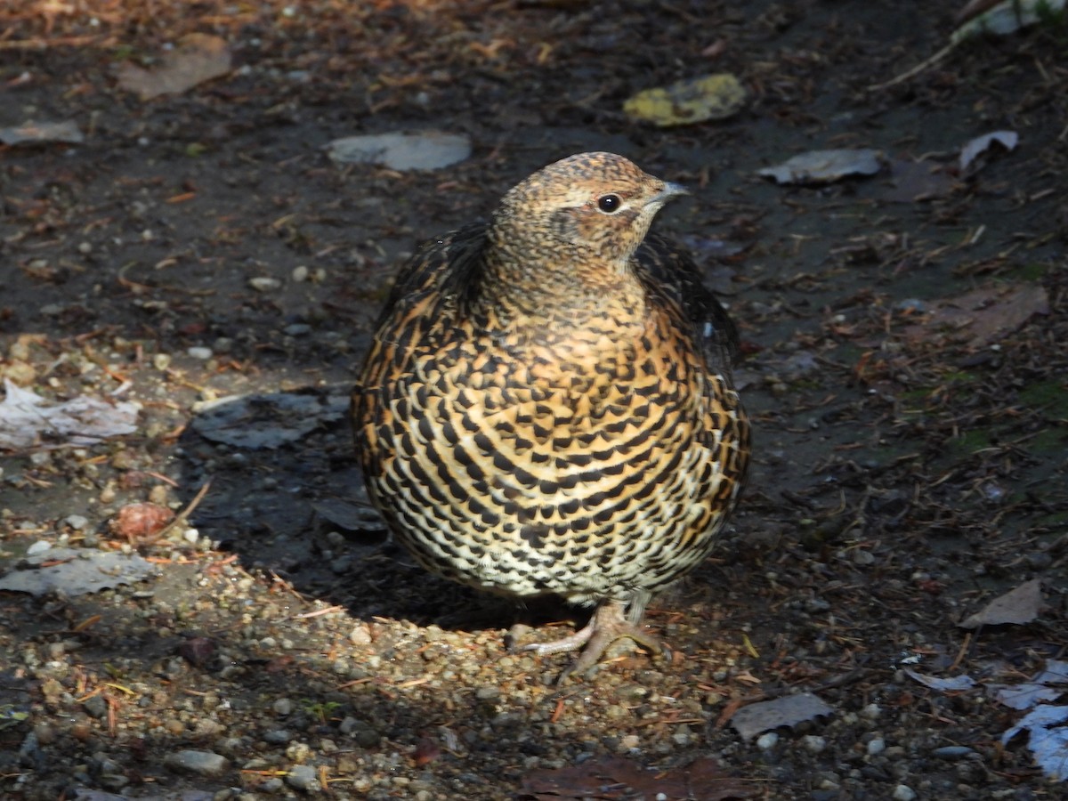 eBird Checklist - 17 Oct 2024 - Moose Bog, Wenlock WMA - 5 species (+1 ...