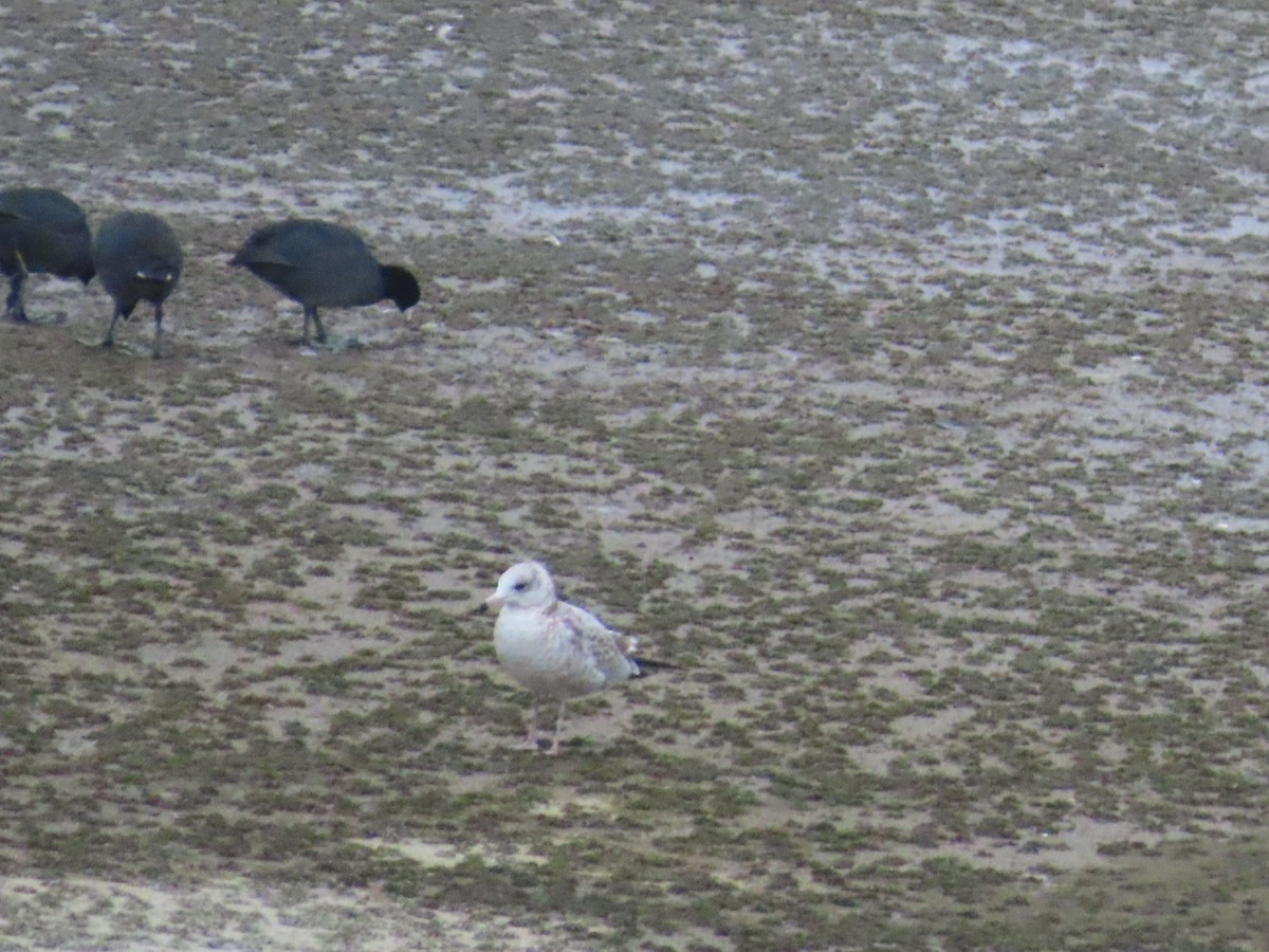 eBird Checklist - 16 Oct 2024 - Lake Piru - 62 species (+2 other taxa)