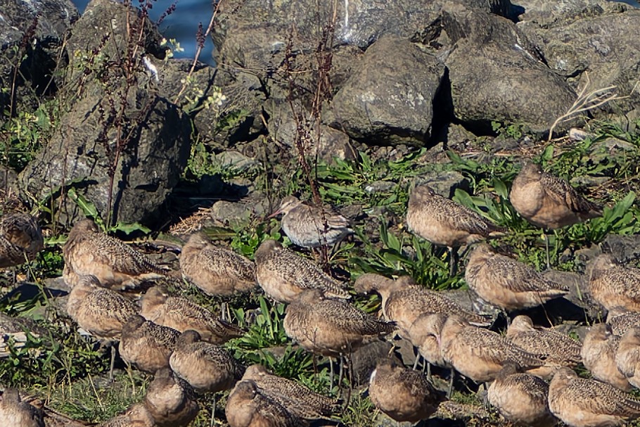eBird Checklist - 17 Oct 2024 - Tokeland--marina - 15 species