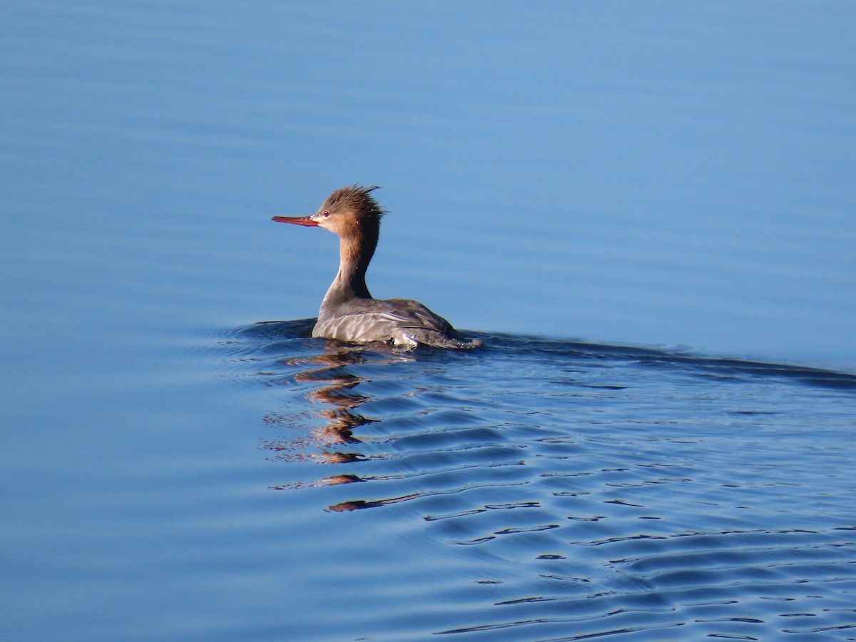 eBird Checklist - 17 Oct 2024 - Quaboag Pond - 20 species