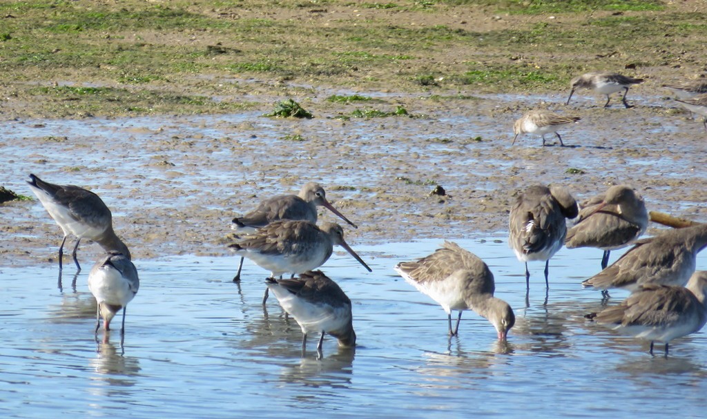eBird Checklist - 6 Nov 2016 - PN Ria Formosa--Salinas do Forte do Rato ...
