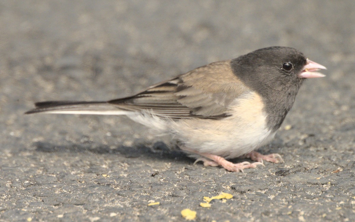ML625117374 - Dark-eyed Junco - Macaulay Library