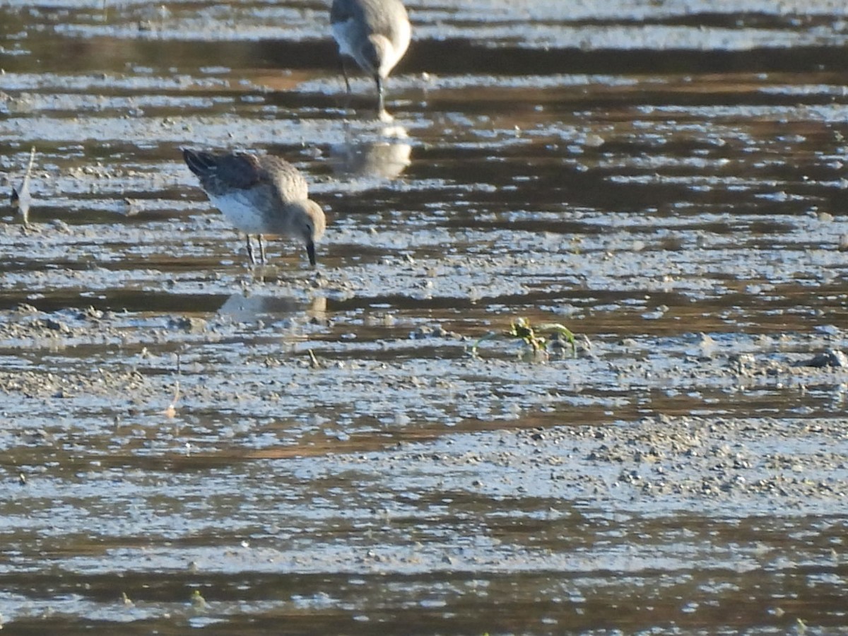eBird Checklist - 18 Oct 2024 - Walborn Reservoir--Eagle Nest ...