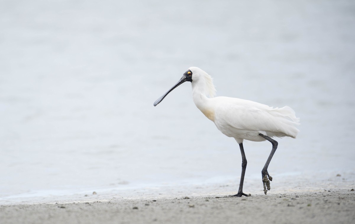 ML625131466 - Royal Spoonbill - Macaulay Library
