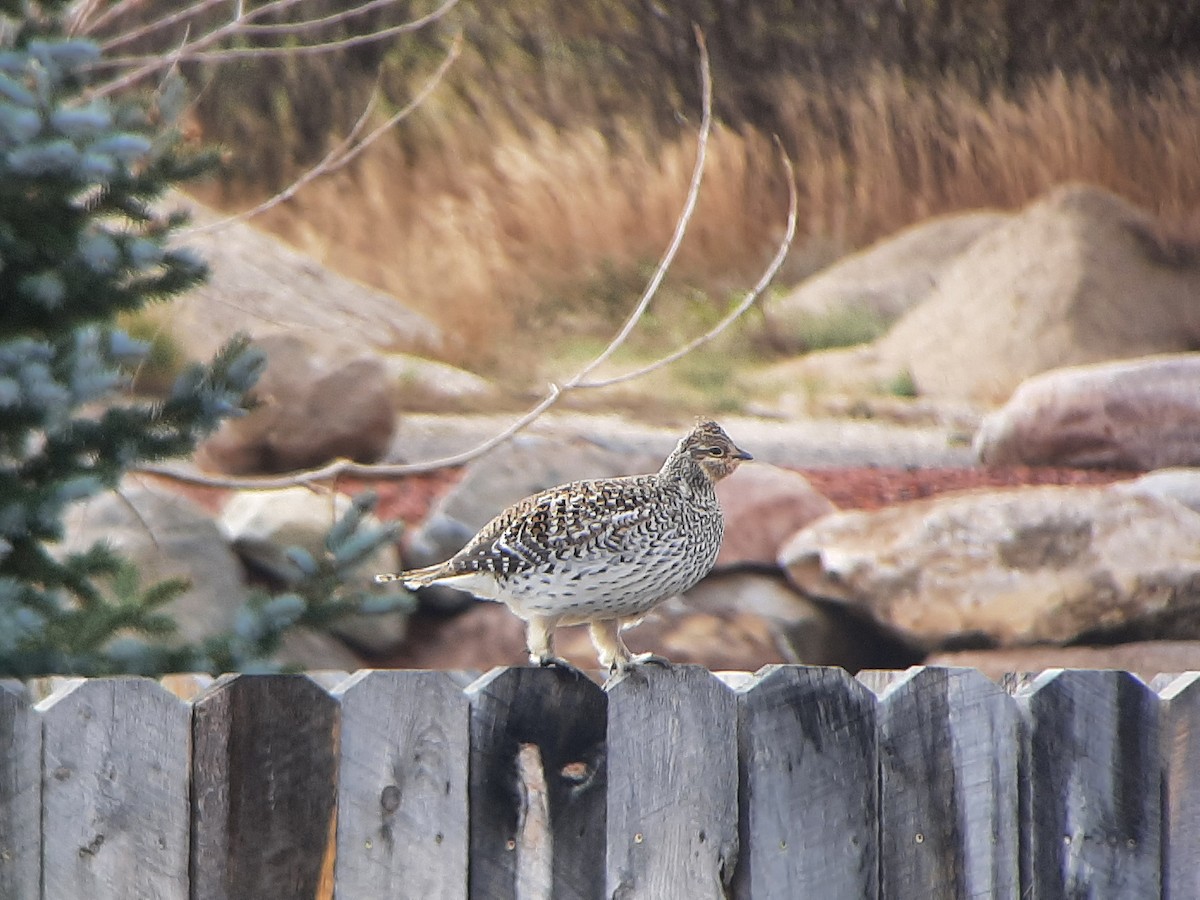 eBird Checklist - 18 Oct 2024 - Lake DeSmet--Mikesell-Potts Recreation ...