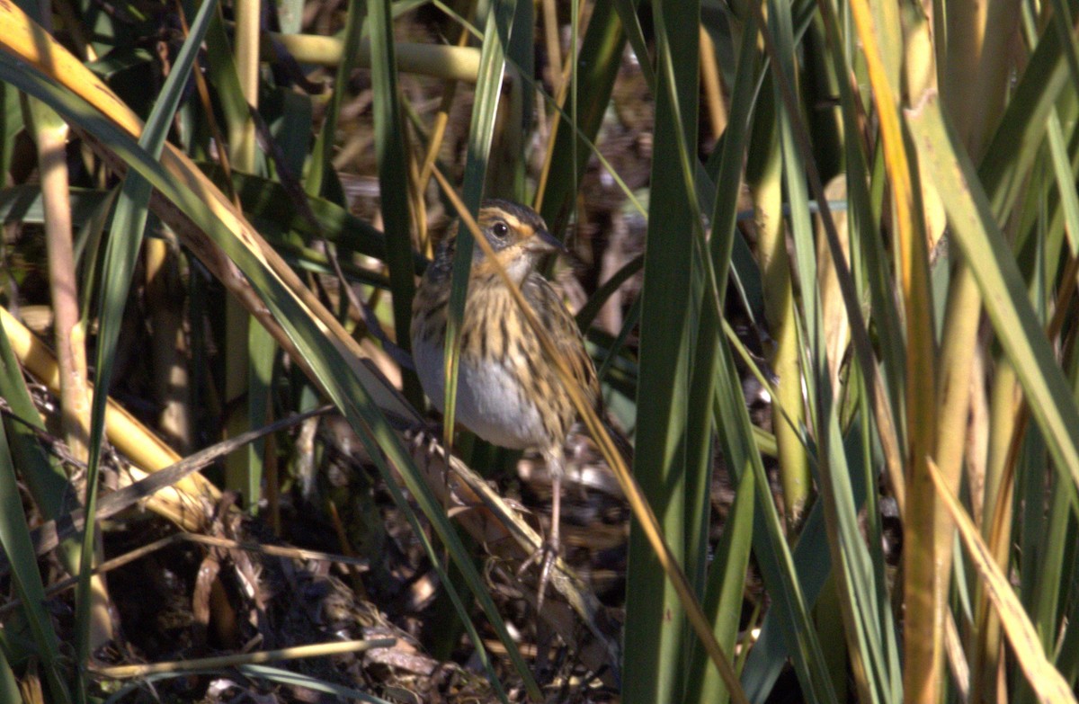 eBird Checklist - 18 Oct 2024 - Hacker St. Marsh, Fairhaven - 11 ...