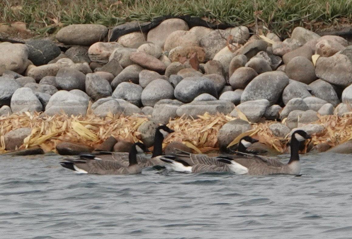 eBird Checklist - 18 Oct 2024 - Wood Lake WTP - 15 species