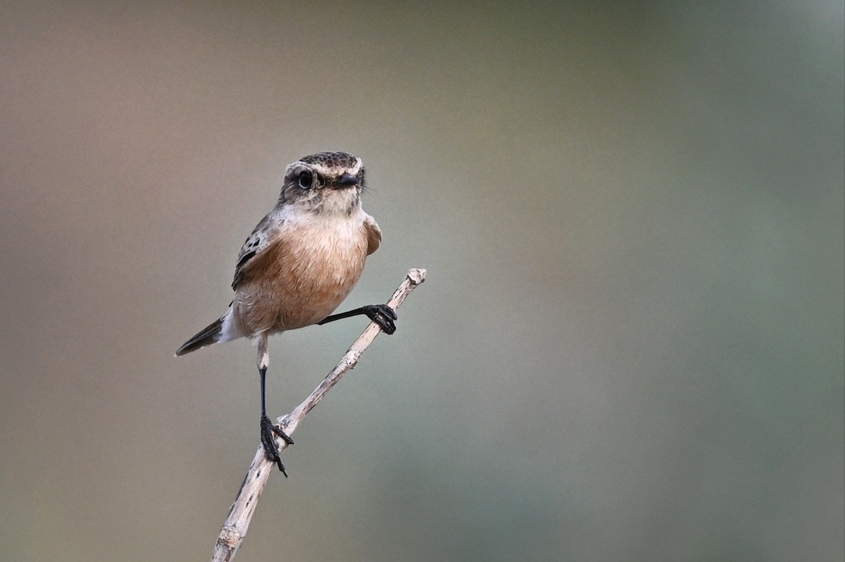 eBird Checklist - 19 Sep 2024 - Near puliampatti - 21 species
