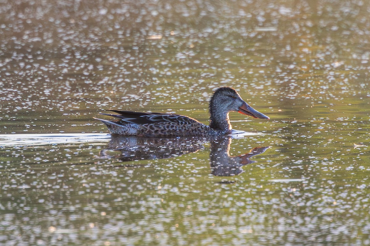 eBird Checklist - 19 Oct 2024 - Kfar Menachem Sewage==ביוב כפר מנחם ...