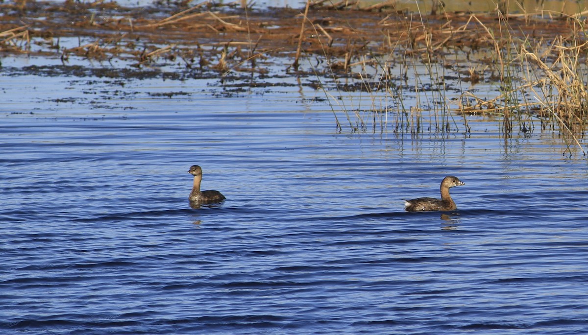 eBird Checklist - 19 Oct 2024 - **Back Bay NWR - 33 species