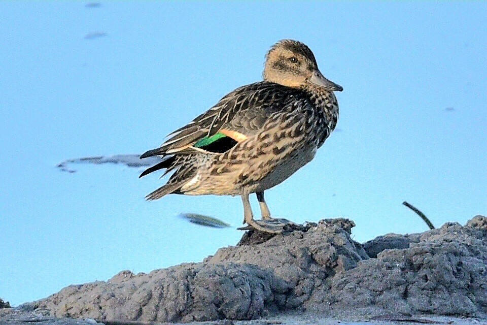 eBird Checklist - 19 Oct 2024 - Tommy Thompson Park - 35 species
