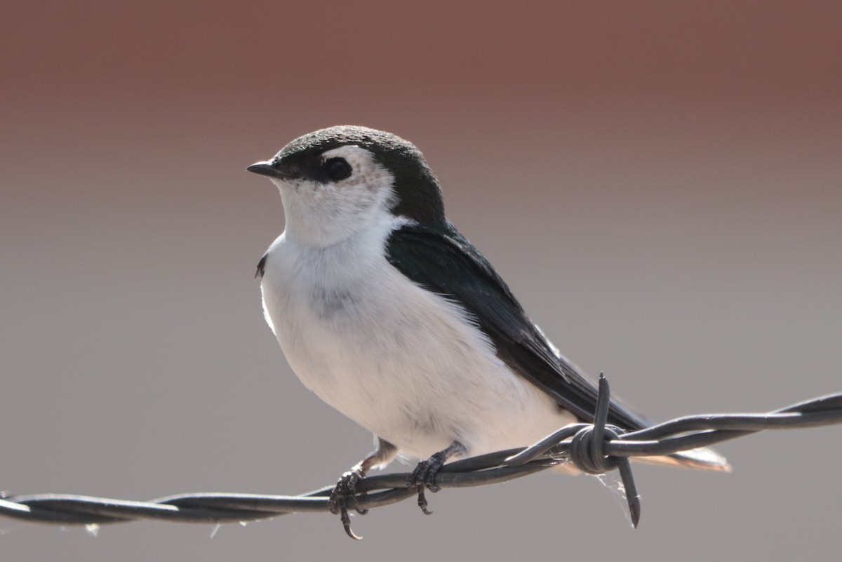 eBird Checklist - 19 Oct 2024 - Agua Nueva Park (was Roger Road WRF ...