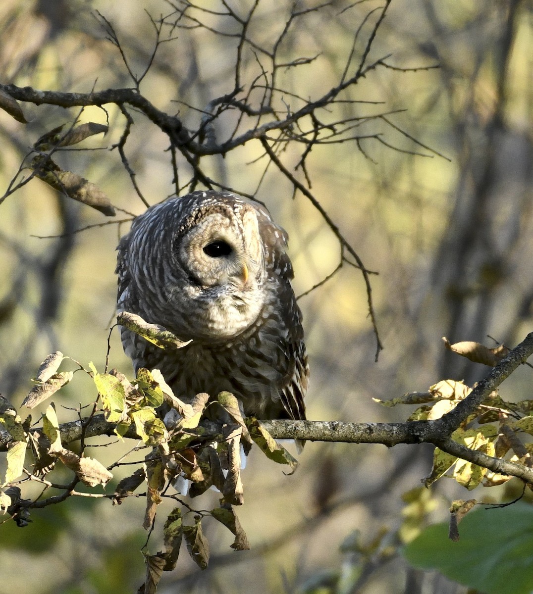eBird Checklist - 19 Oct 2024 - Mitchell Memorial Forest - 3 species