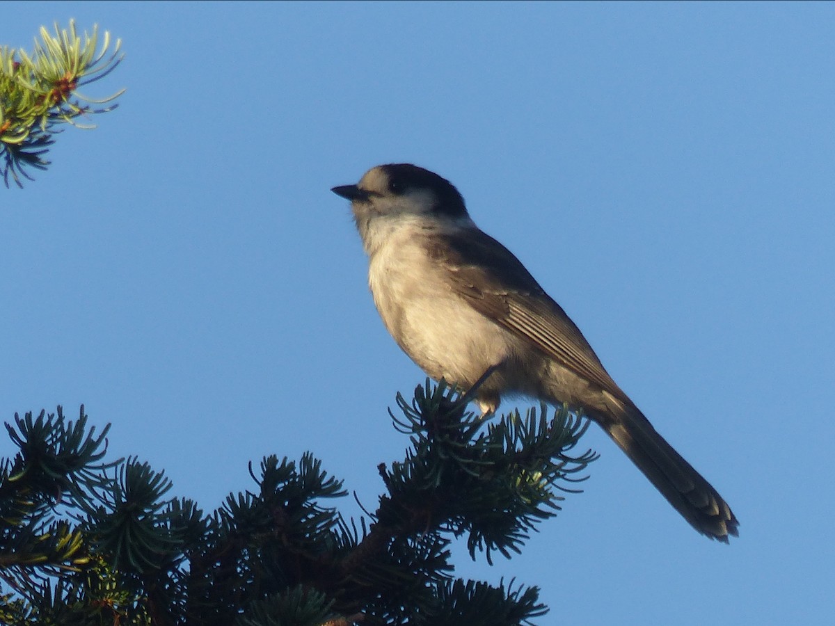 eBird Checklist - 12 Oct 2024 - Olympic NP--Meadow Loop Trail ...