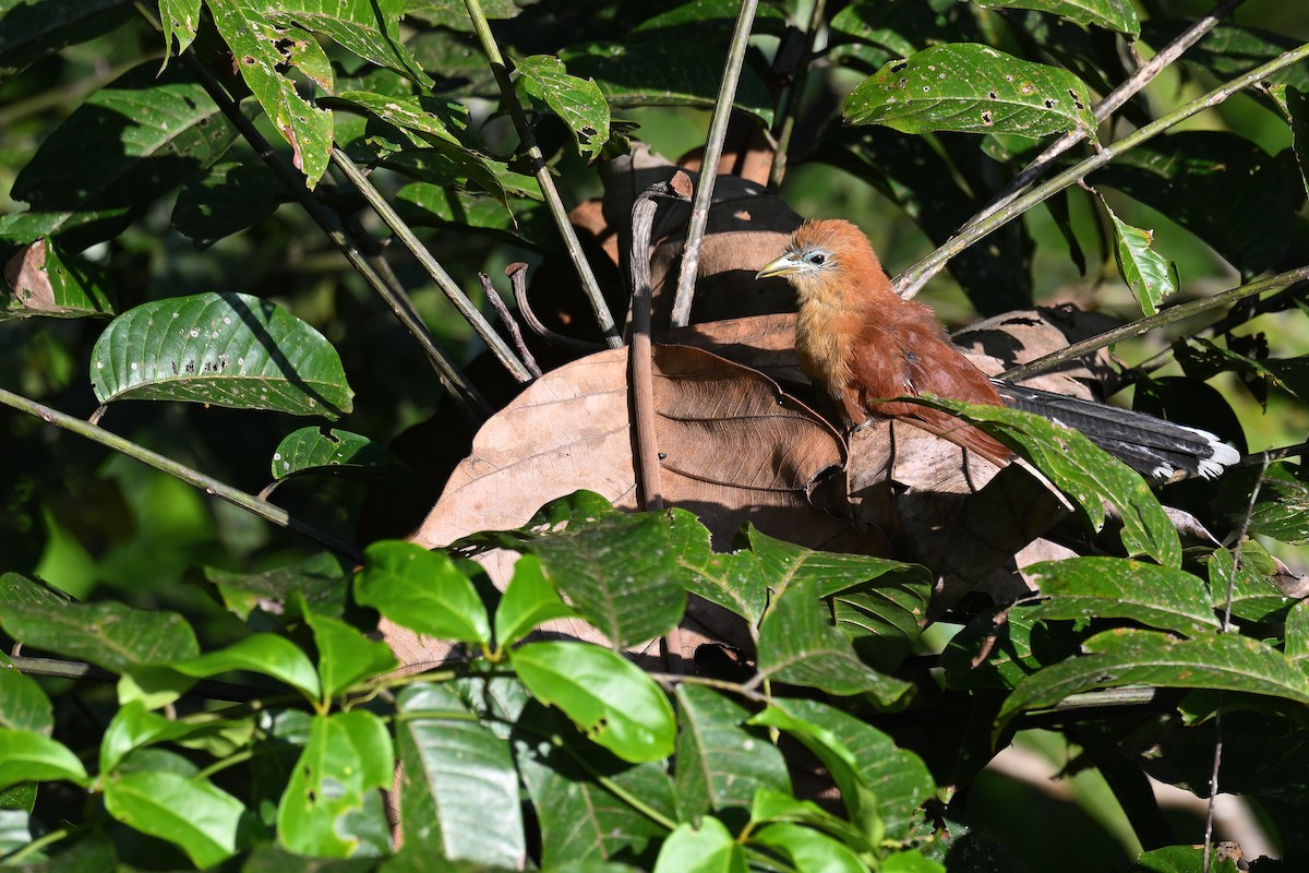 eBird Checklist - 13 Oct 2024 - Sepilok--Rainforest Discovery Center ...