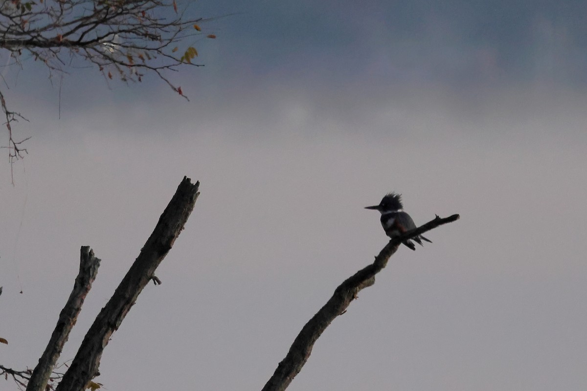 eBird Checklist - 20 Oct 2024 - Swan Harbor Farm Park - 52 species