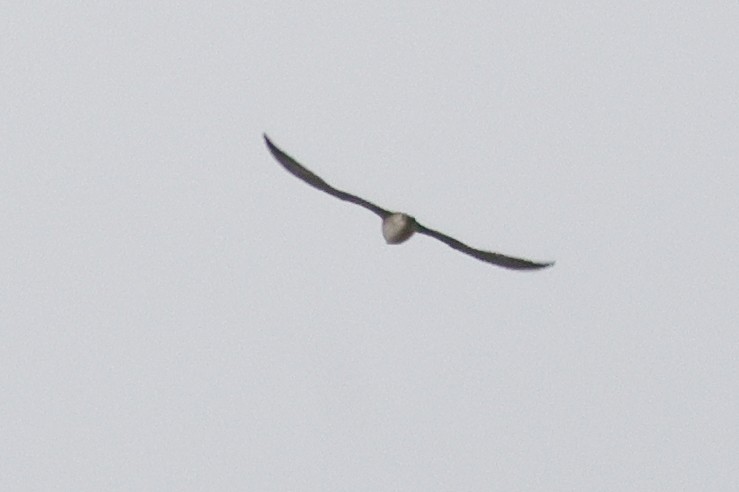 eBird Checklist - 13 Oct 2024 - Finger Bay Road, Adak, Alaska, US (51. ...