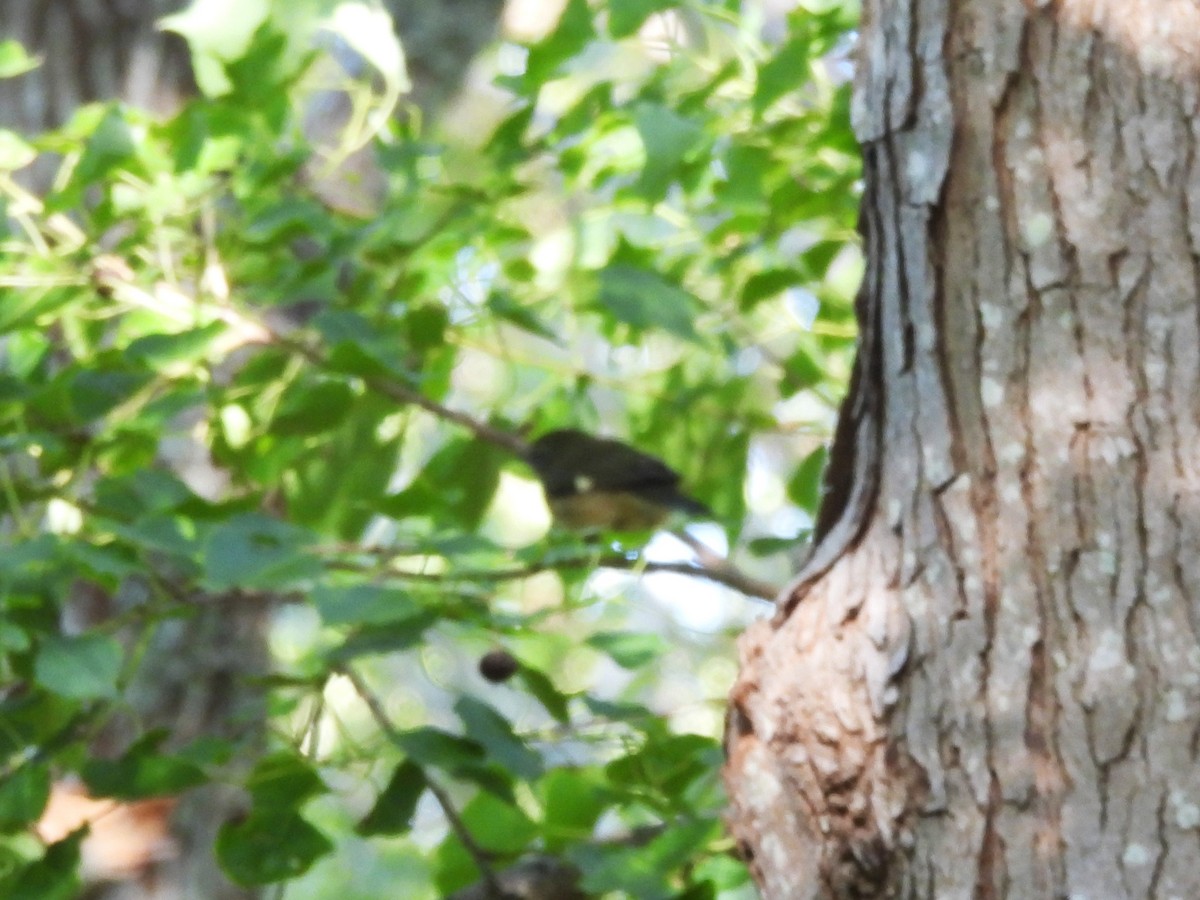 eBird Checklist - 20 Oct 2024 - Singing River Island (restricted access ...