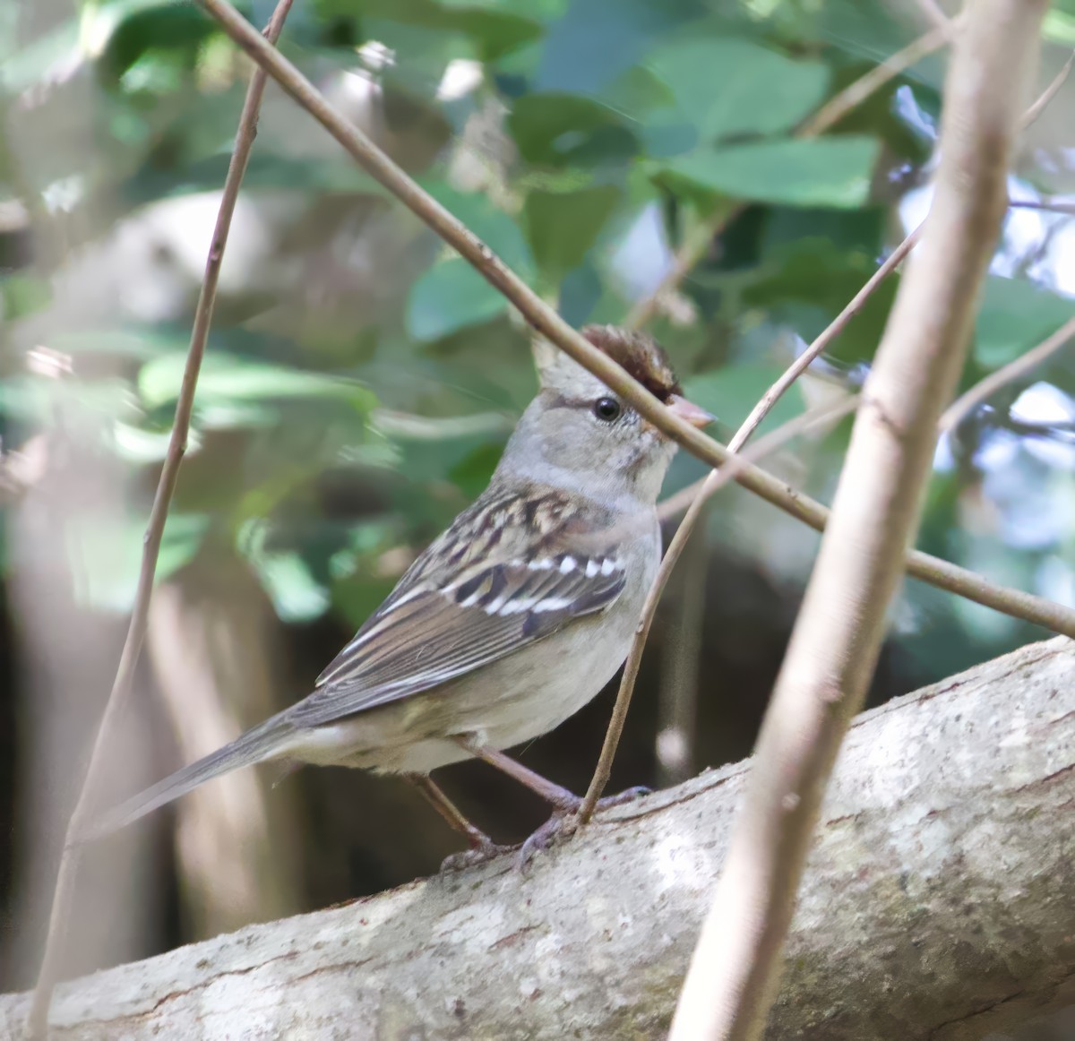 eBird Checklist - 20 Oct 2024 - Spanish River Park - 12 species