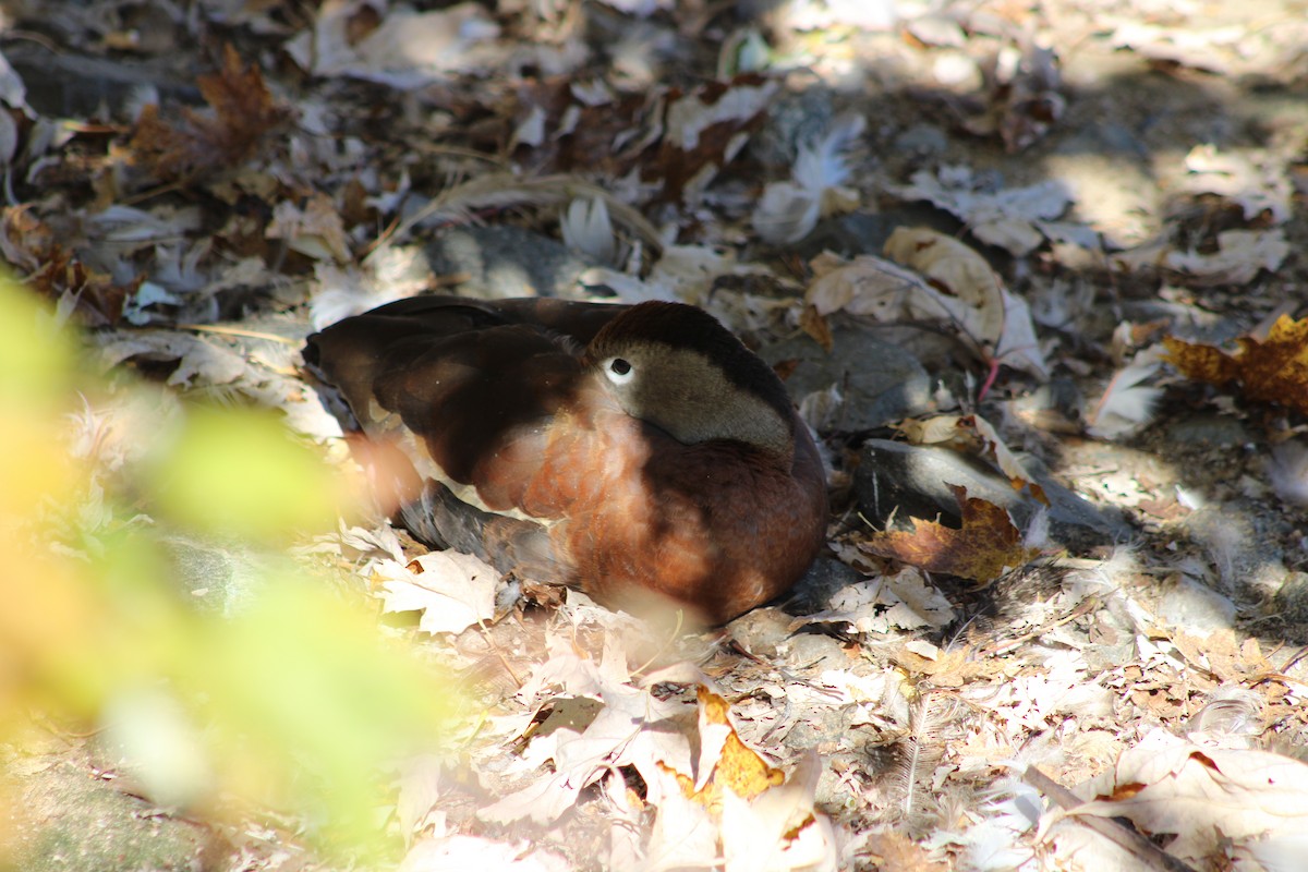 eBird Checklist - 20 Oct 2024 - McCray’s Country Creamery and Farm - 3 ...