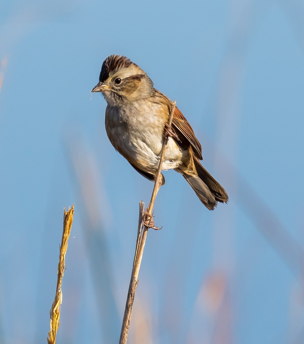 eBird Checklist - 20 Oct 2024 - Prime Hook NWR--Dike Trail (formerly ...