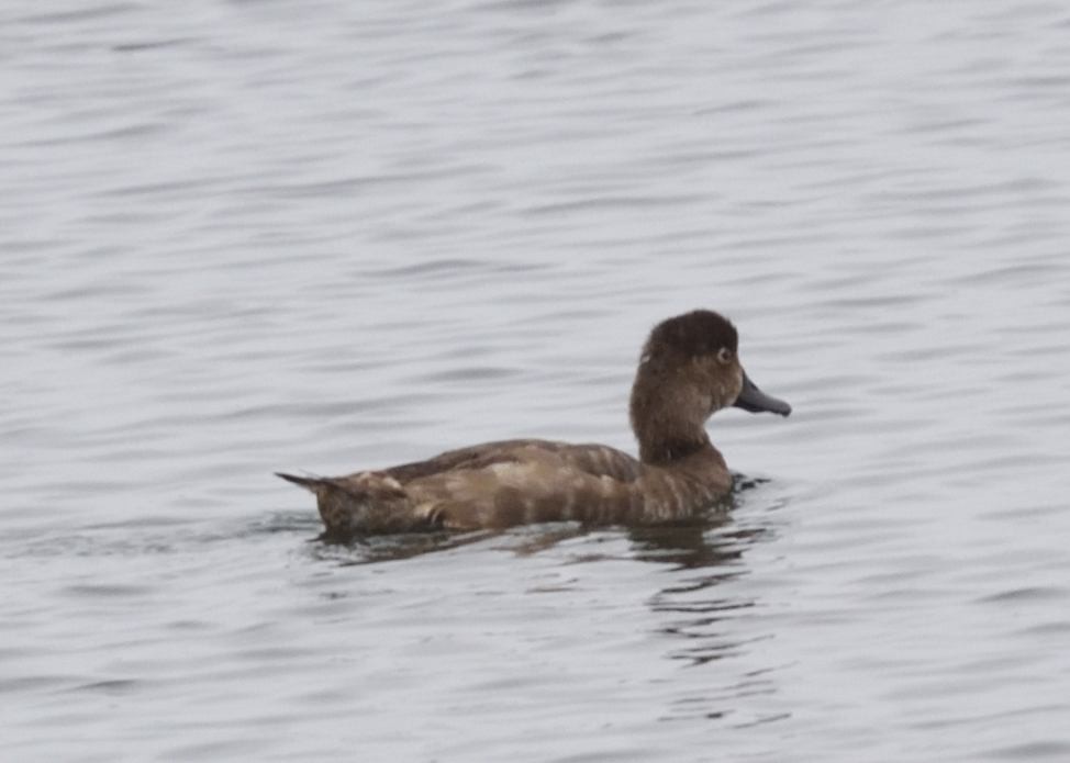 eBird Checklist - 9 Oct 2024 - Bolsa Chica--walkbridge/inner bay - 5 species (+2 other taxa)
