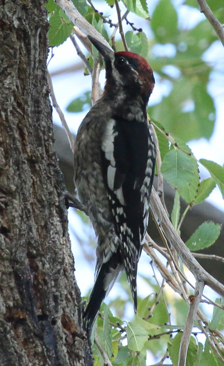 ML625219695 - Red-naped Sapsucker - Macaulay Library