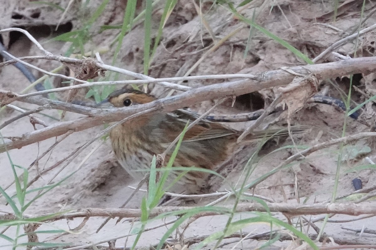 ML625231029 - Nelson's Sparrow - Macaulay Library