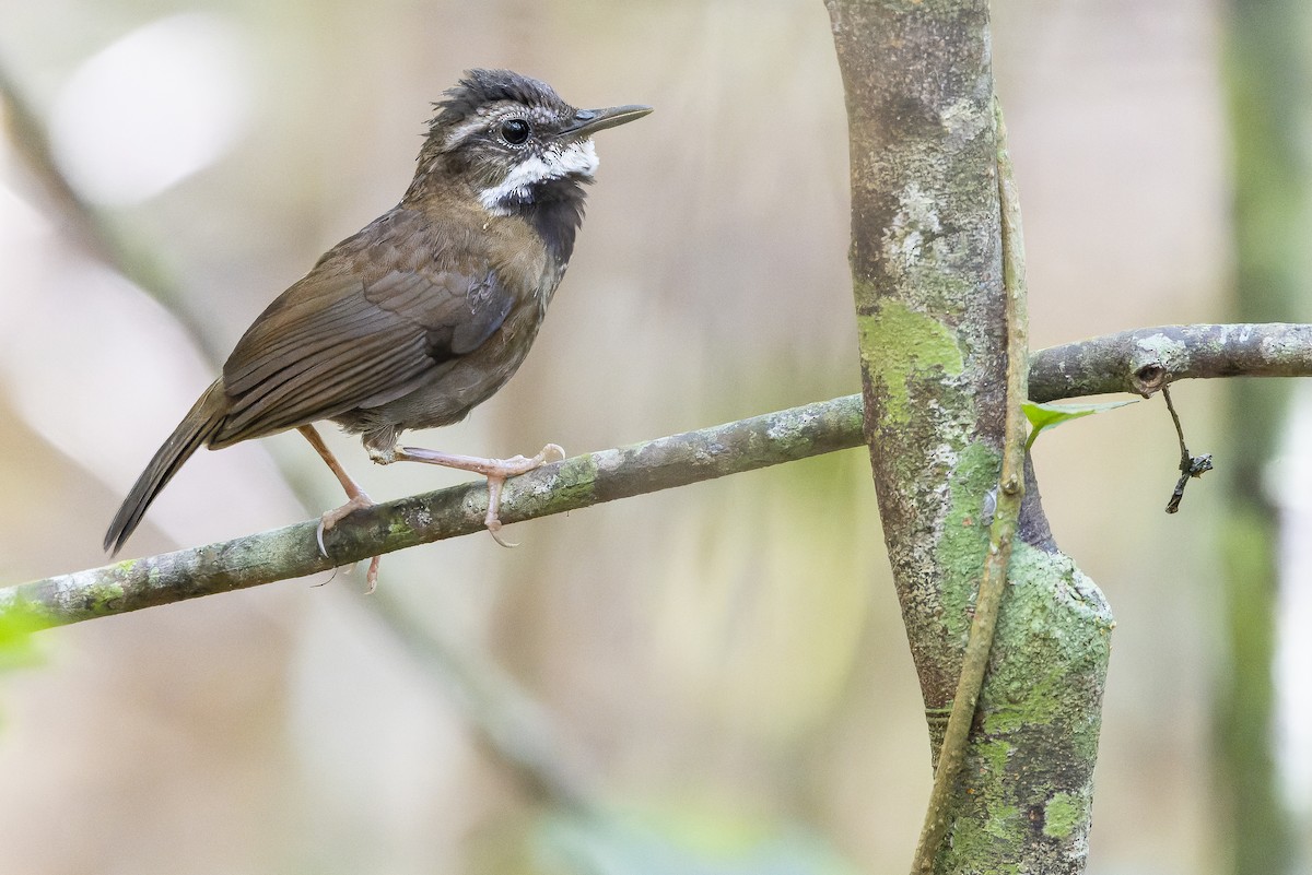 ML625233959 - Fernwren - Macaulay Library