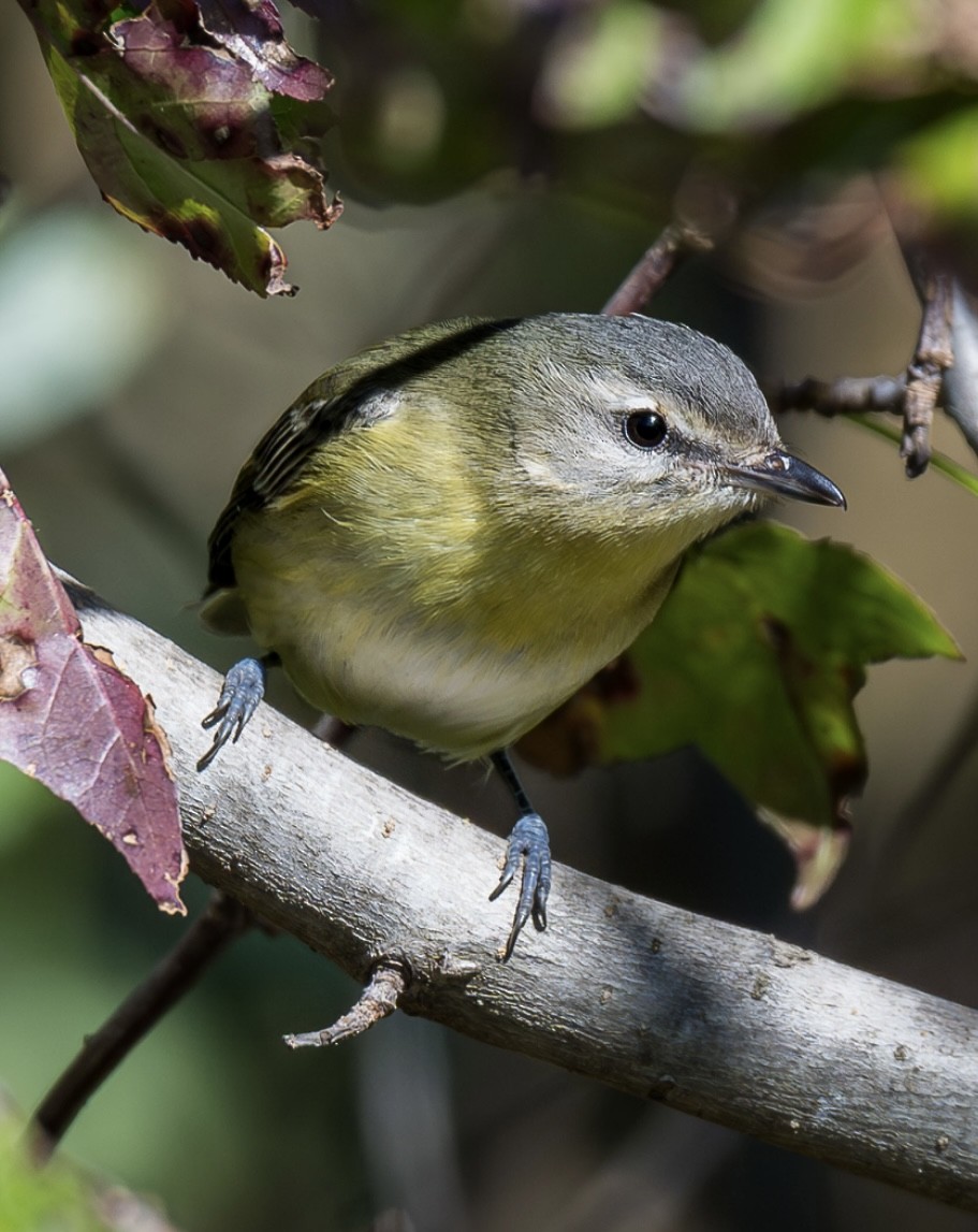 eBird Checklist - 21 Oct 2024 - Langley Pond Park - 25 species