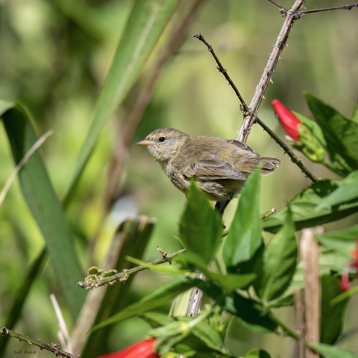 ML625281785 - Gray Warbler-Finch - Macaulay Library