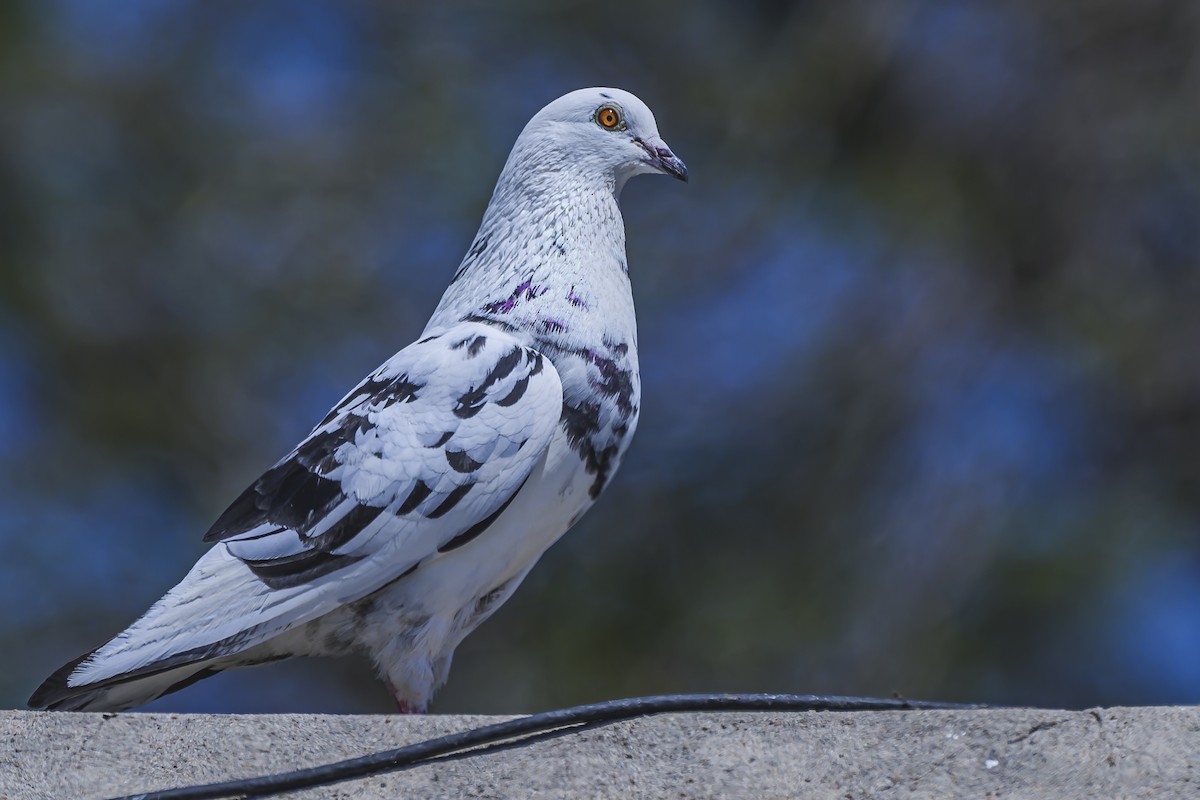 eBird Checklist - 11 Oct 2024 - Alojamiento Don Sebastián, Doctor Pita ...