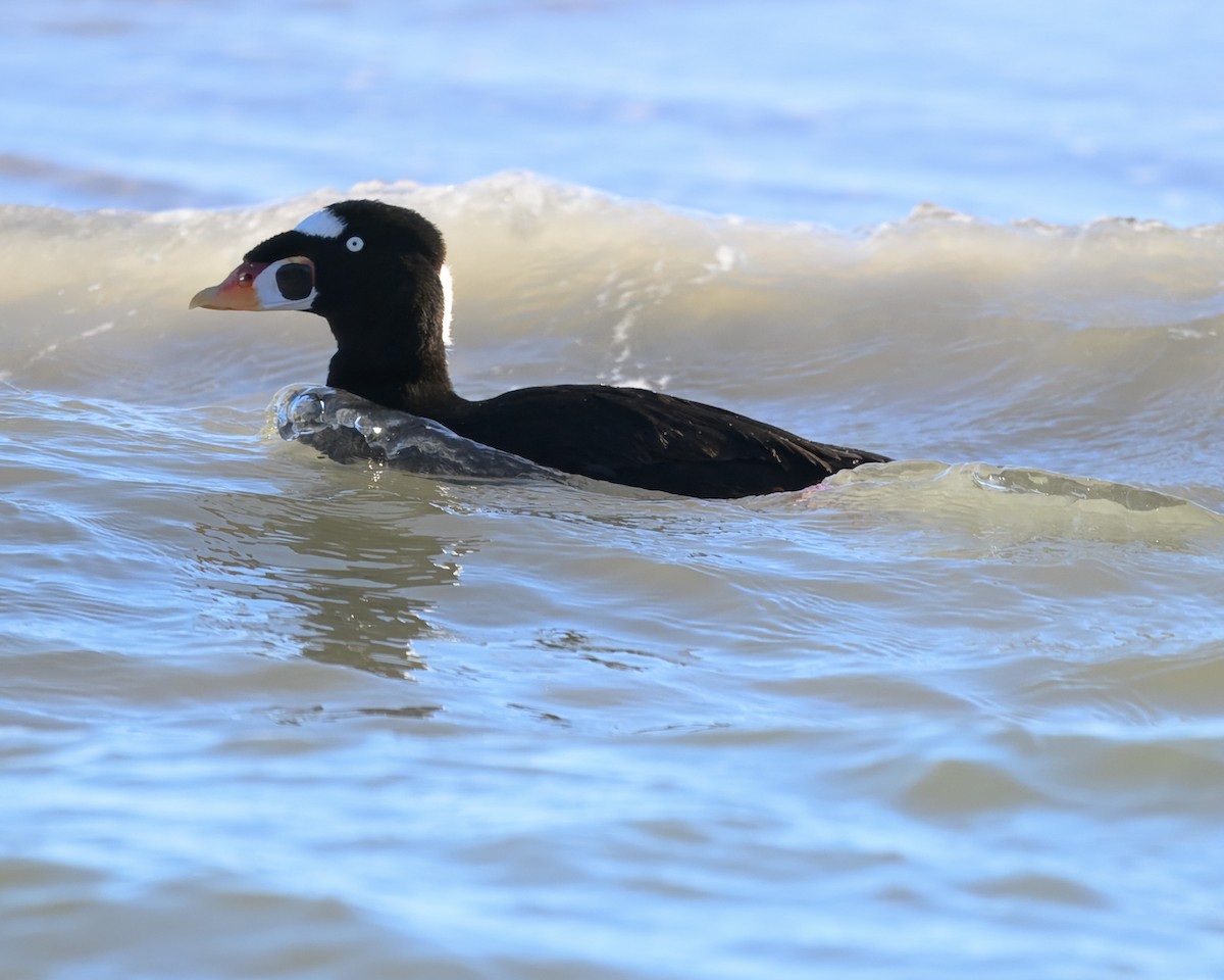 eBird Checklist - 21 Oct 2024 - Nummy Island - 28 species (+1 other taxa)