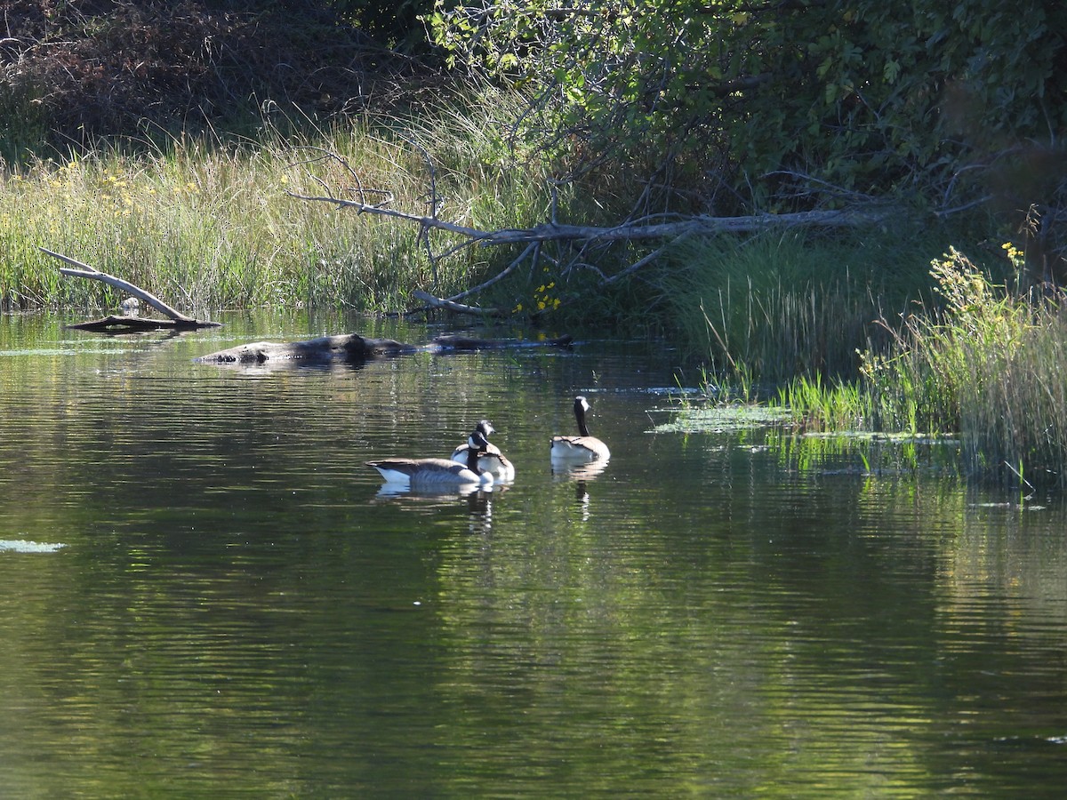 eBird Checklist - 21 Oct 2024 - Merced River--Lake McClure Rd. below ...
