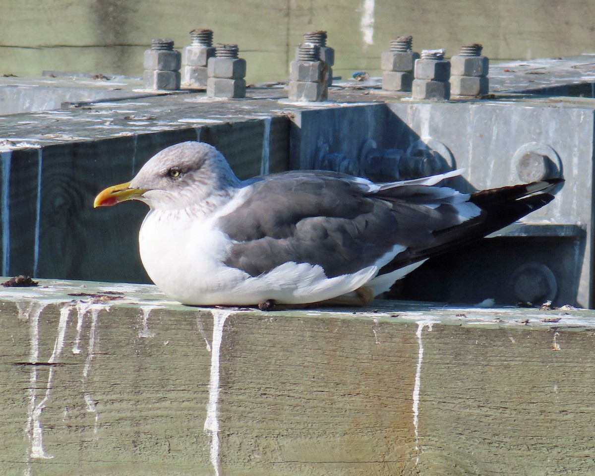eBird Checklist - 23 Oct 2024 - Hudson River Park--Tribeca Upland ...