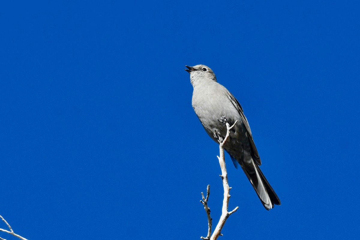eBird Checklist - 22 Oct 2024 - Fallen Leaf Lake--Glen Alpine Trail ...