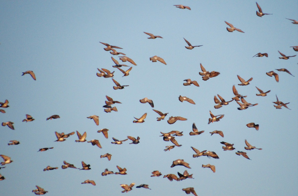 Pennsylvania Bird Atlas Checklist - 20 Oct 2024 - Baker Road (2) - 19 ...