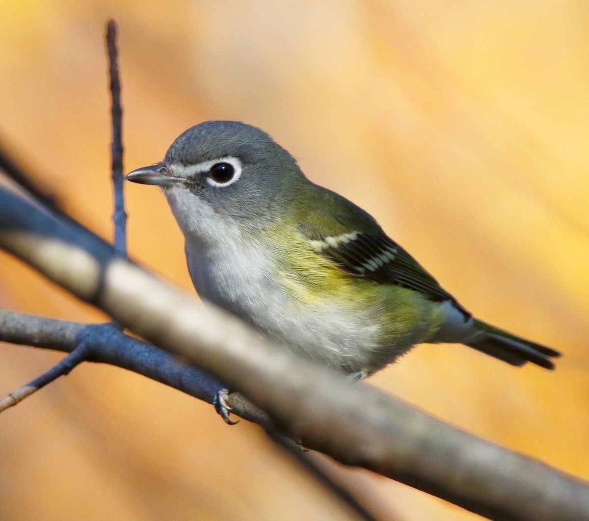 Pennsylvania Bird Atlas Checklist - 22 Oct 2024 - Frosty Hollow - 28 species