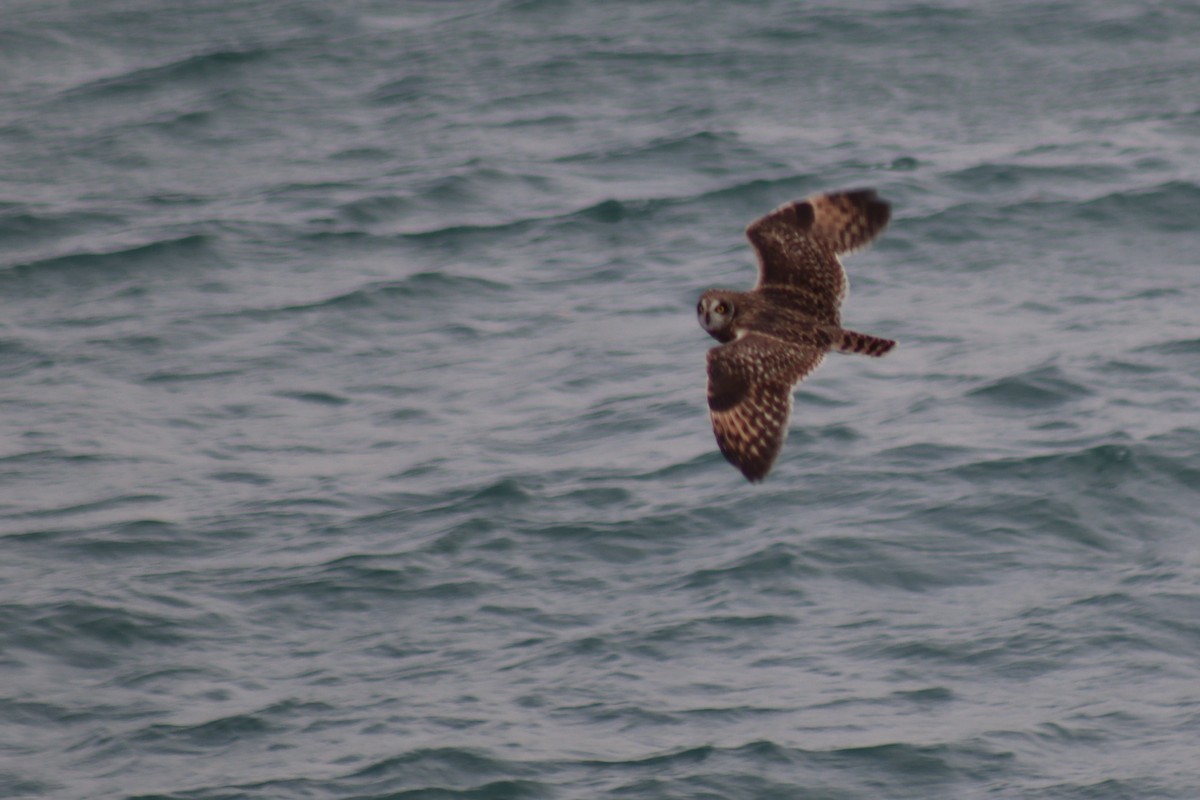 eBird Checklist - 23 Oct 2024 - Northerly Island, Chicago - 48 species ...